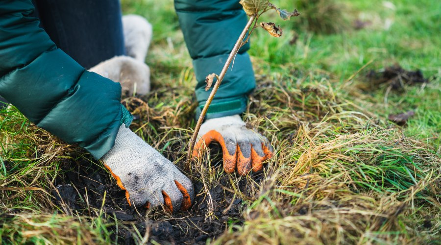 200 trees for 200 years: Planting for a greener future | The University ...