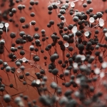 Creating a lung in the lab to study fungal infection in cystic fibrosis ...